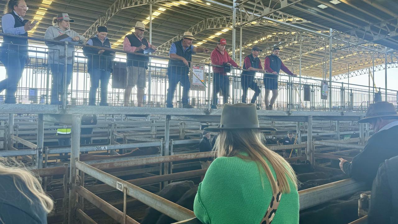 Victorias Western District Mortlake Cattle Store Sale Spring Drop