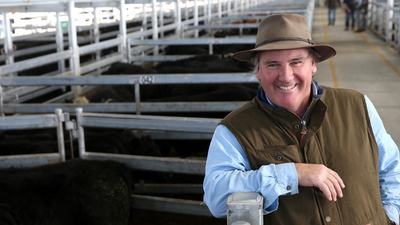 Mortlake Store Cattle Sale Mixed Interest For Large Yarding The