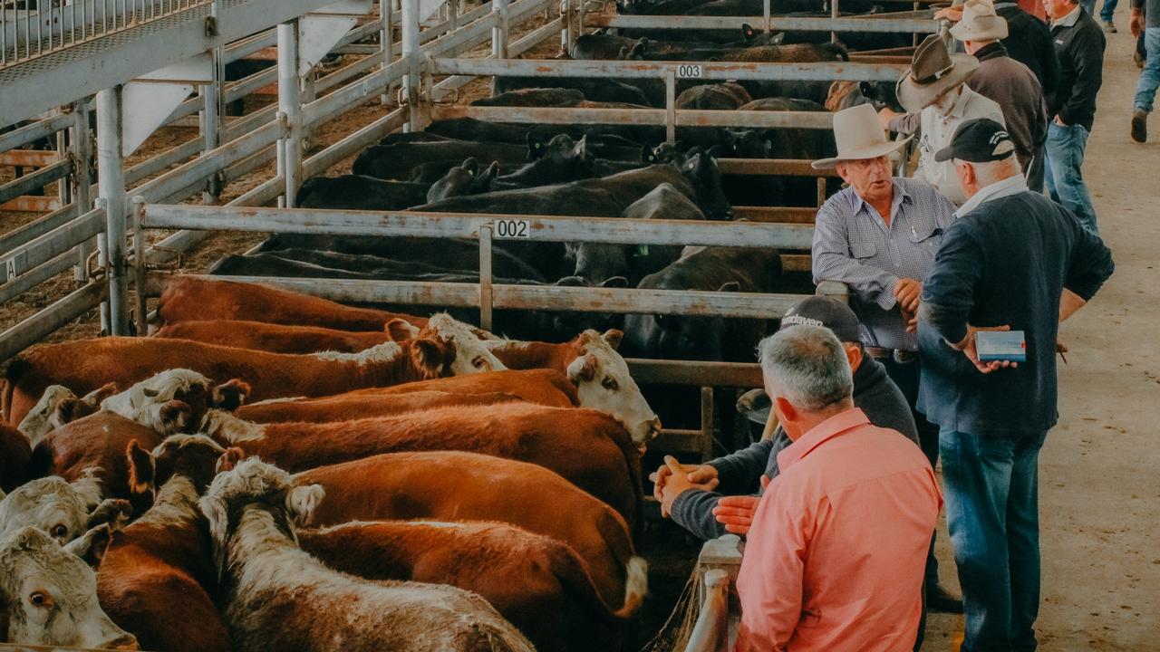 Young Cattle Why Weaners Stole The Show At Mortlake Store Sale The