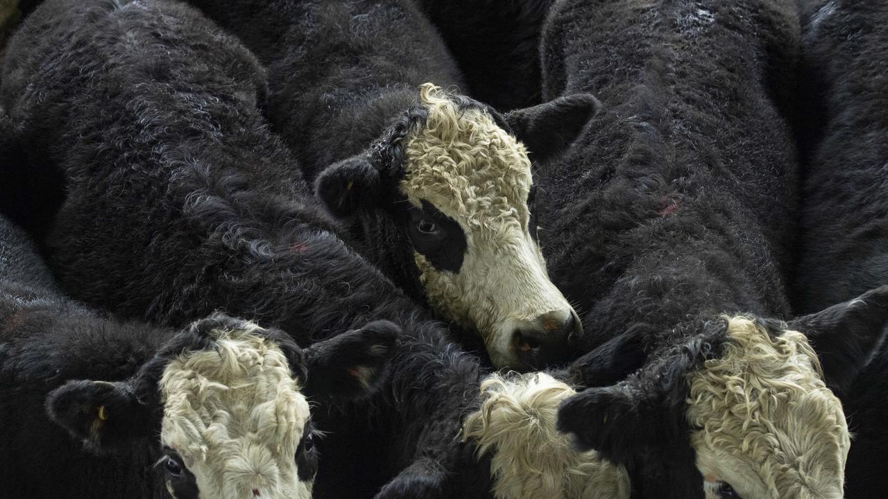 Mortlake Cattle Sale Heavier Steels Sold To Better Demand The Weekly
