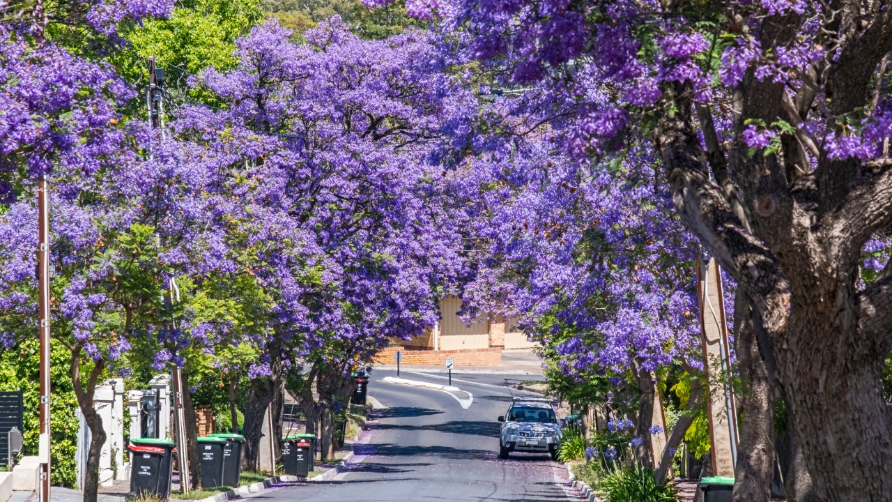 Best places to see jacarandas blooming in Australia | escape.com.au