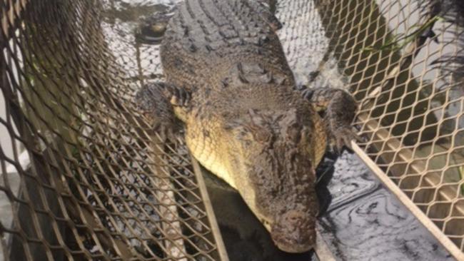 Crocodile that mauled Innisfail teen Lee De Paauw caught by Queensland ... Crocodile that mauled Innisfail teen Lee De Paauw caught by Queensland ...
