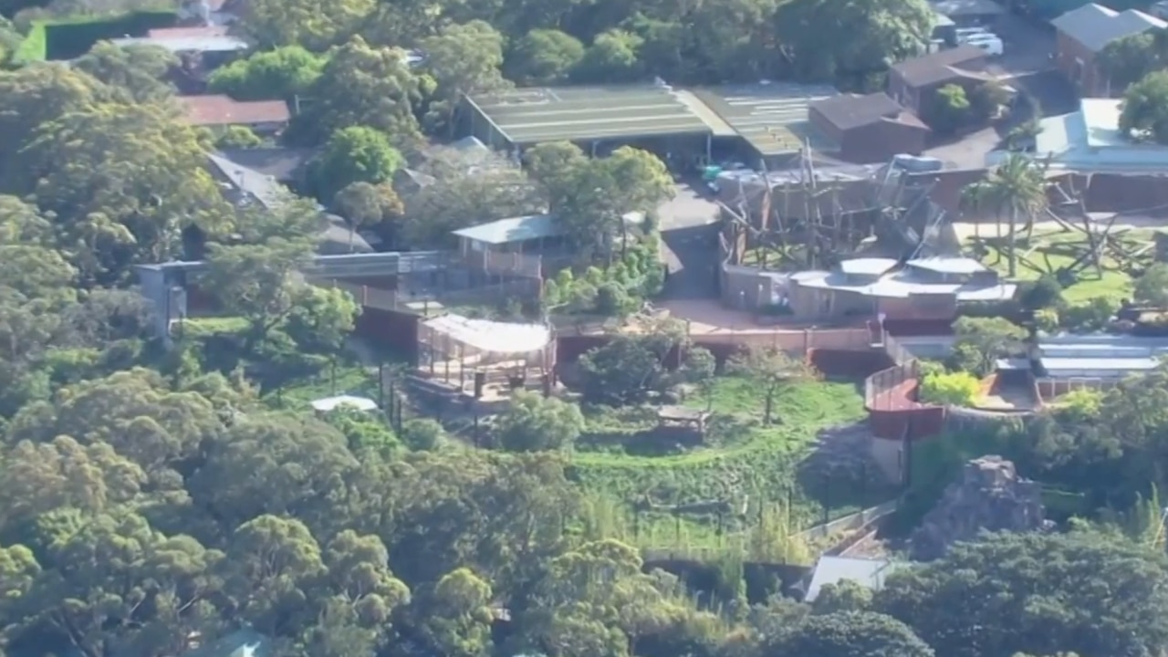 Investigation underway after five lions escape enclosure at Taronga Zoo ... Investigation underway after five lions escape enclosure at Taronga Zoo ...