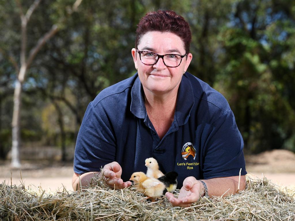 Backyard chickens a hot commodity in NQ after commercial businesses ...