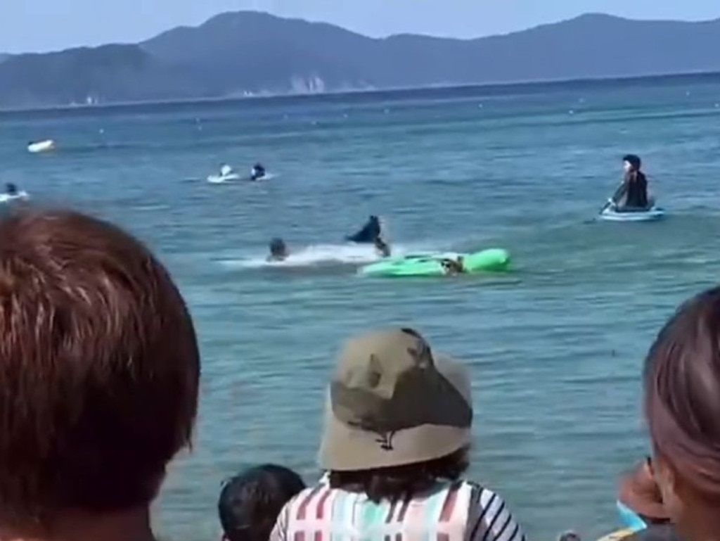 Enraged Dolphin Attacks Swimmers At Japanese Beach Au
