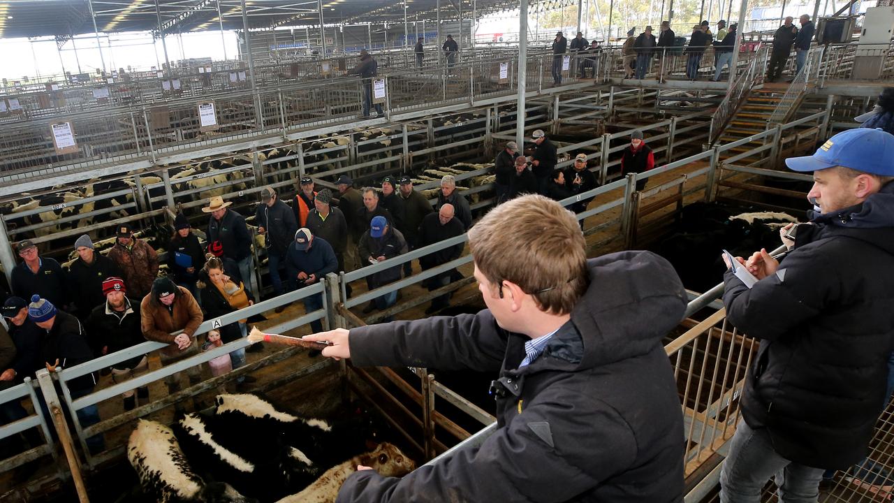 Mortlake Store Cattle Sale November 2023 ‘buoyant Buyers Lift Cattle
