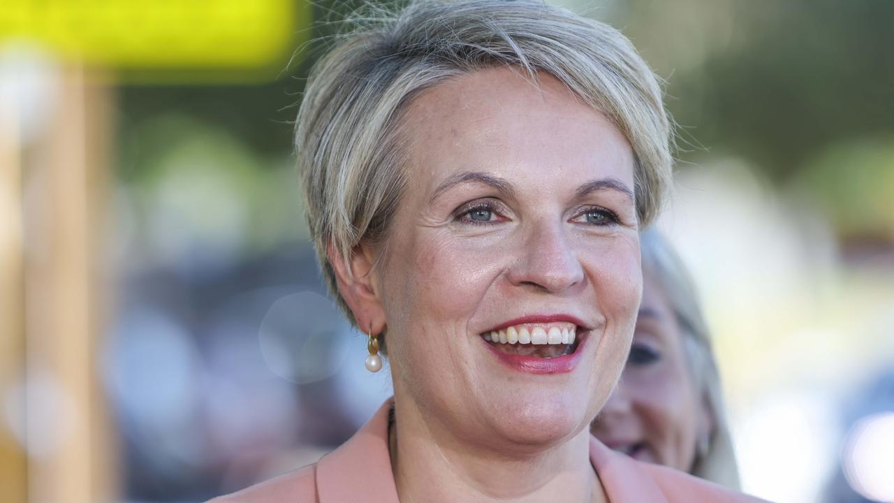 No Mention Of Anthony Albanese In Tanya Pliberseks Campaign Material