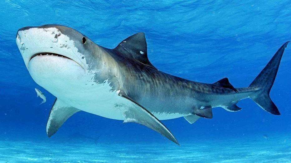 Tiger Shark Caught Off Ballina Lifeguards Close Beach Daily Telegraph