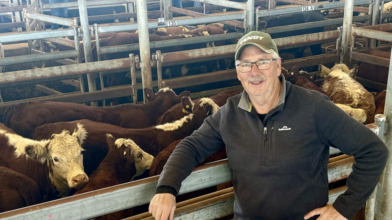 Victorias Western District Mortlake Cattle Store Sale Spring Drop