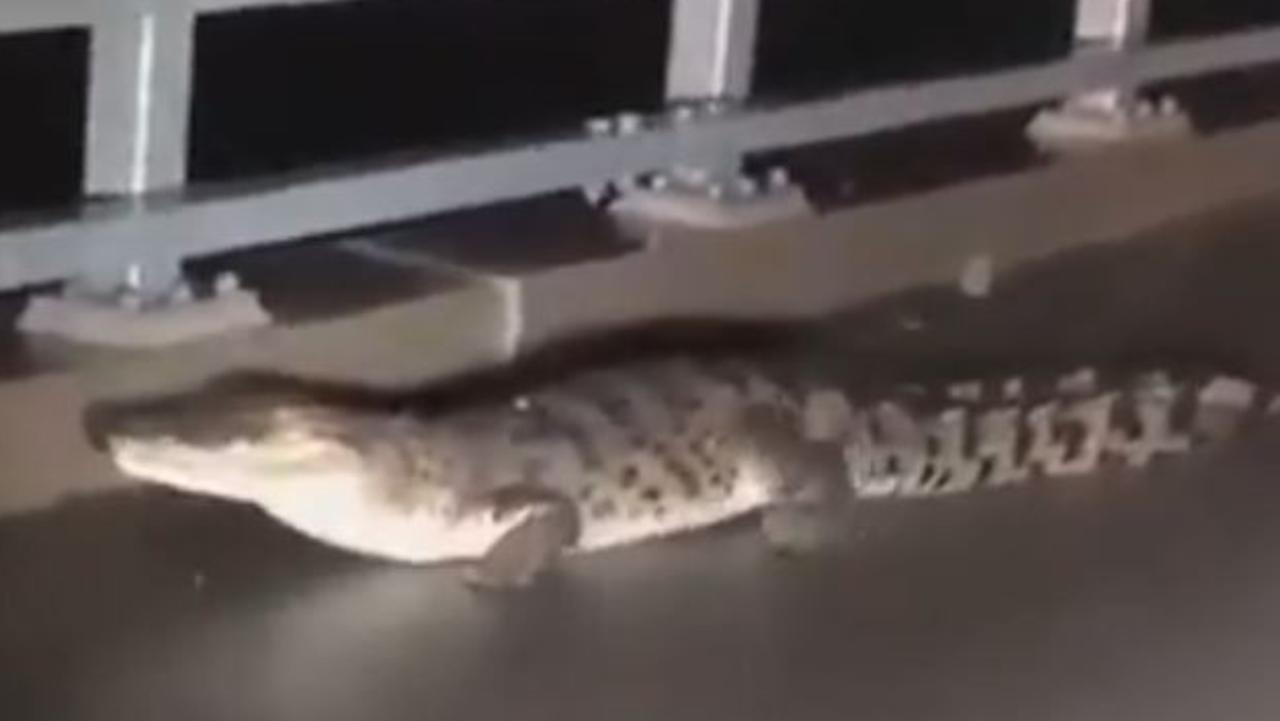 Qld Floods 3 5m Crocodile Crosses Bruce Highway Au