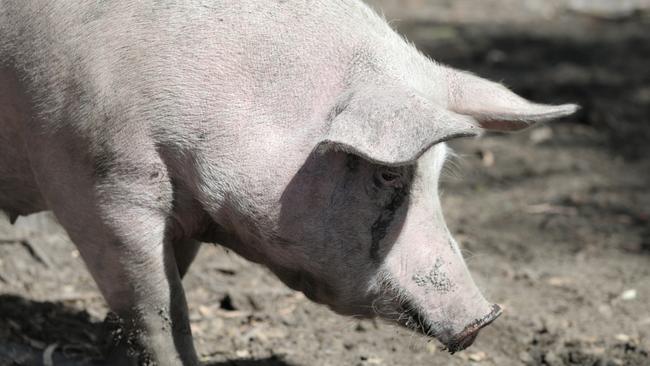 Ed Gannon On Australian Pork Video Time To Confront Reality Of Where