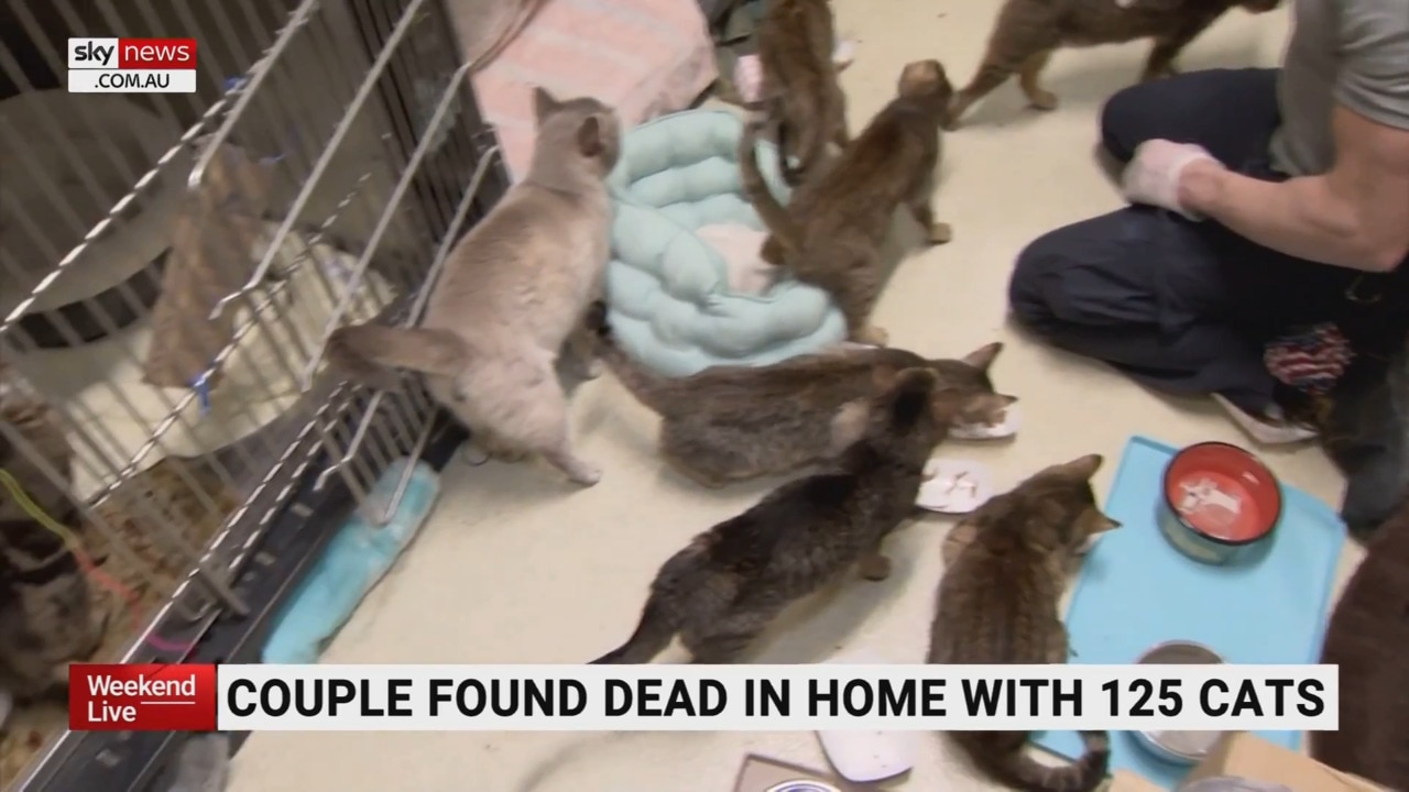 Couple found dead in New York home with over 125 cats discovered inside ... Couple found dead in New York home with over 125 cats discovered inside ...
