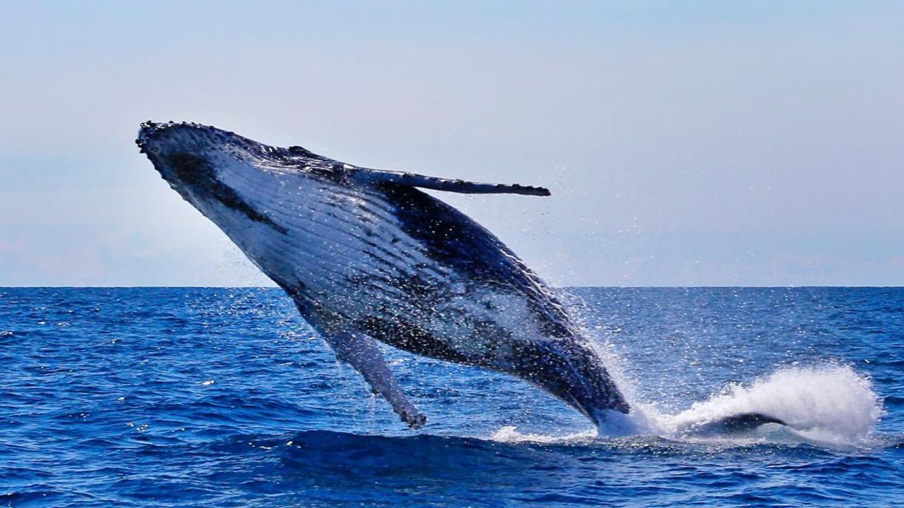 Sunshine Coast Whale Watching 2020 Sunreef Mooloolaba The Courier Mail