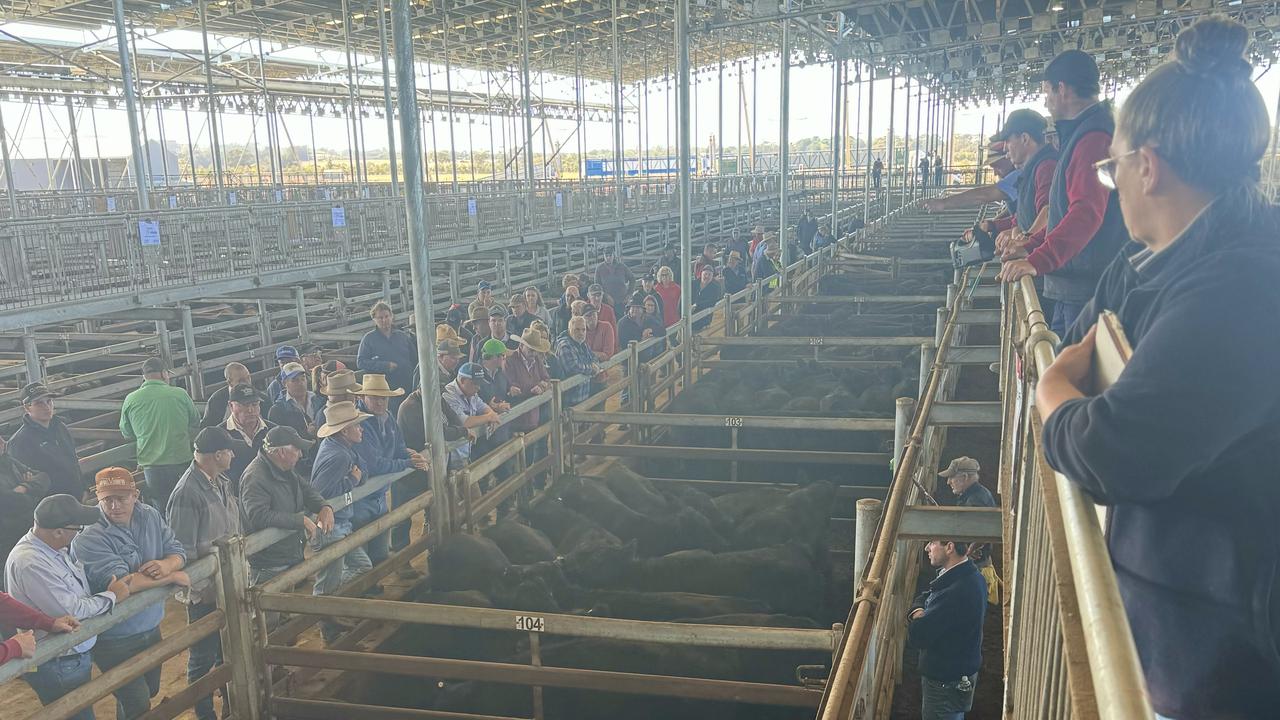 Victorias Western District Mortlake Cattle Store Sale Spring Drop