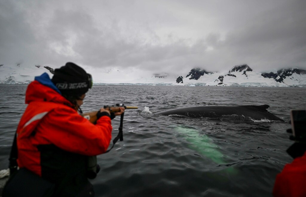 Scientists study levels of toxic mercury in Antarctic seals, whales ... Scientists study levels of toxic mercury in Antarctic seals, whales ...