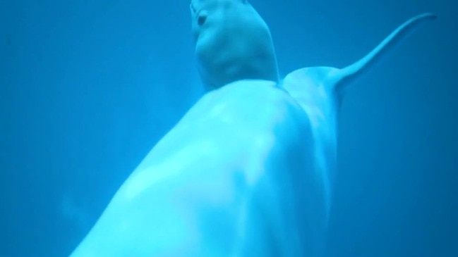 Cheers As Beluga Whale Gives Birth At Chicago Aquarium The Advertiser